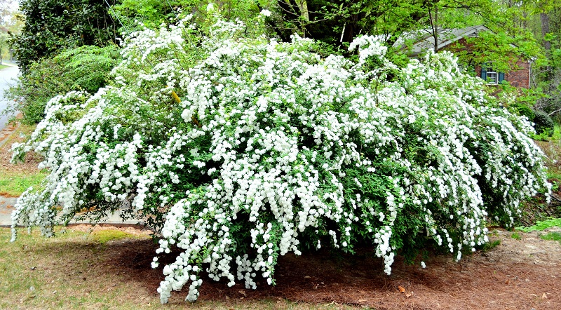 Crisp & Clean...White Spring Flowers - Redeem Your Ground | RYGblog.com
