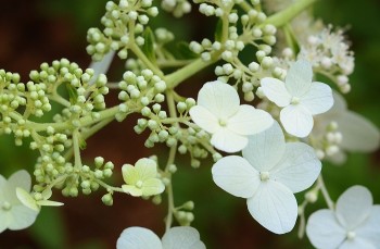 How to Plant Hydrangeas - Redeem Your Ground | Redeem Your Ground