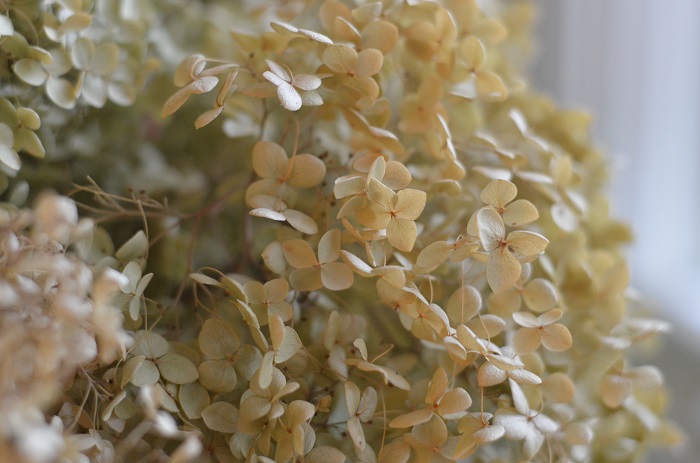 How to Dry Hydrangeas...and Now's a Great Time for Those Late Bloomers ...