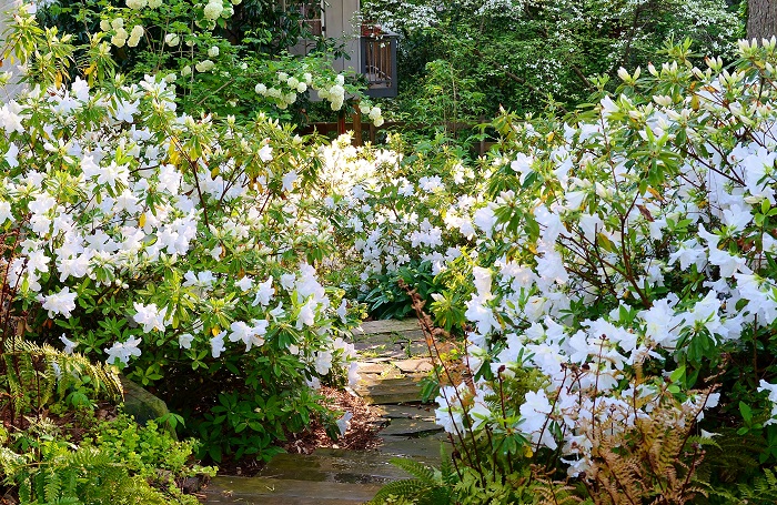 When and How to Prune Azaleas - Redeem Your Ground | RYGblog.com